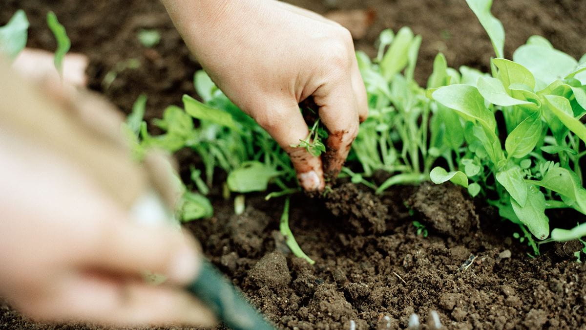 Sobre Upfield | Rama